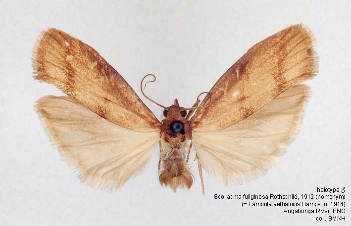 Papua Insects Foundation (Lepidoptera/Erebidae/[Arctiidae]Arctiinae)